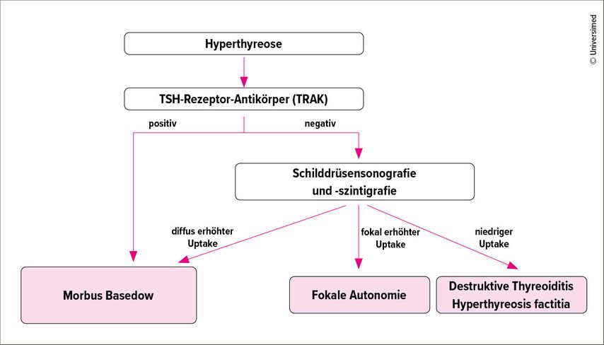Chronische Autoimmunthyreoiditis und Morbus Basedow - Diabetologie ...